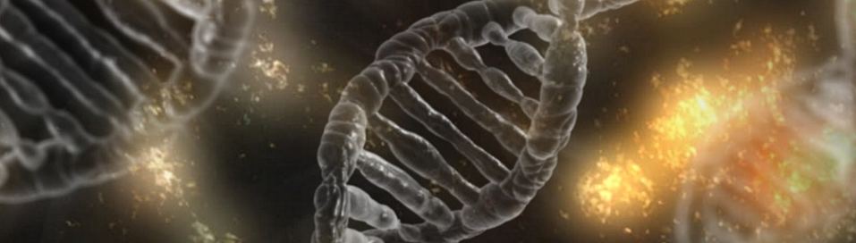 Ginkgo CADx - multiplatform DICOM viewer and dicomizer - LinuxLinks